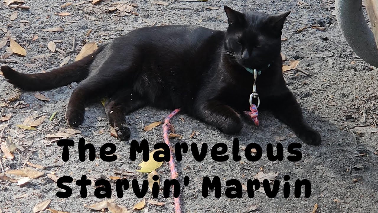The Marvelous Starvin' Marvin - YouTube