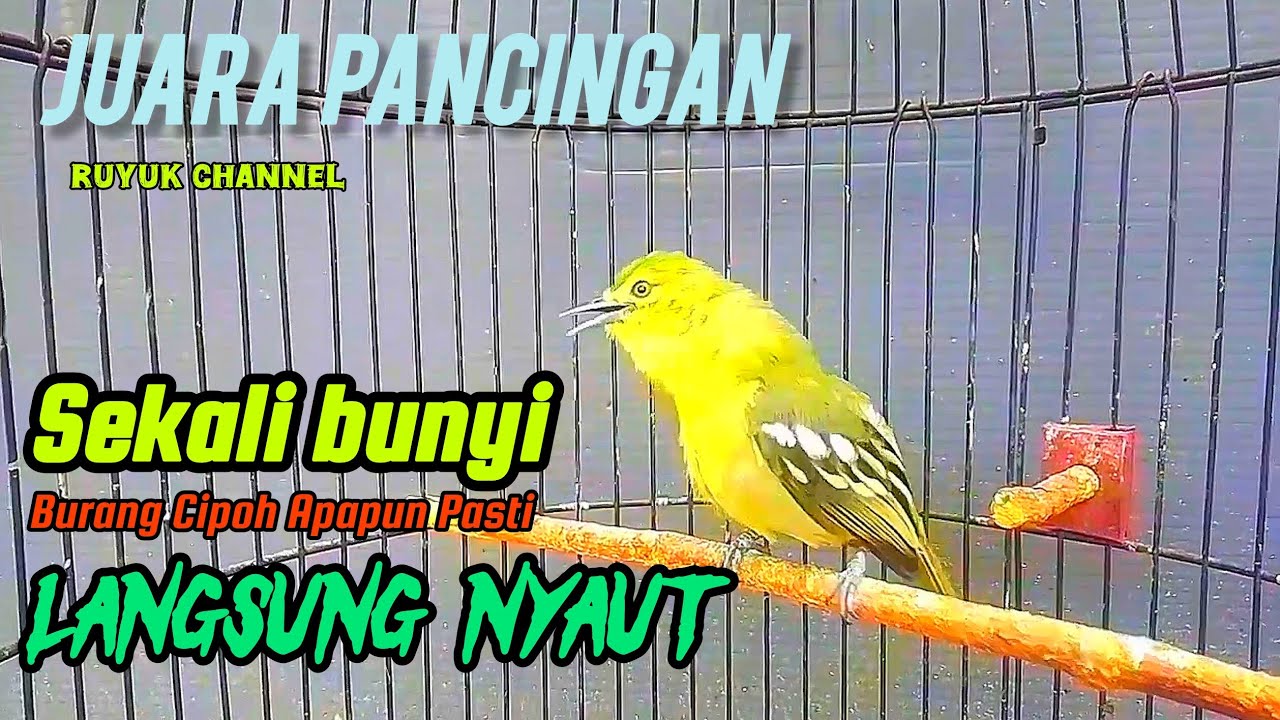 Sirtu/Cipoh Cipow Juaranya Pancingan Sekali Bunyi Cipoh Apapun Dijamin ...