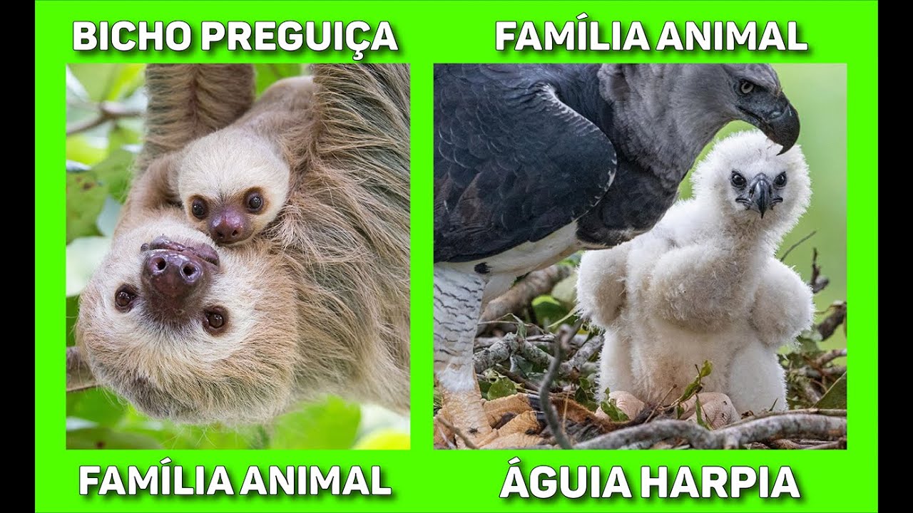 COMO VIVE O BICHO PREGUIÇA E A HARPIA. PRESA E PREDADOR - YouTube