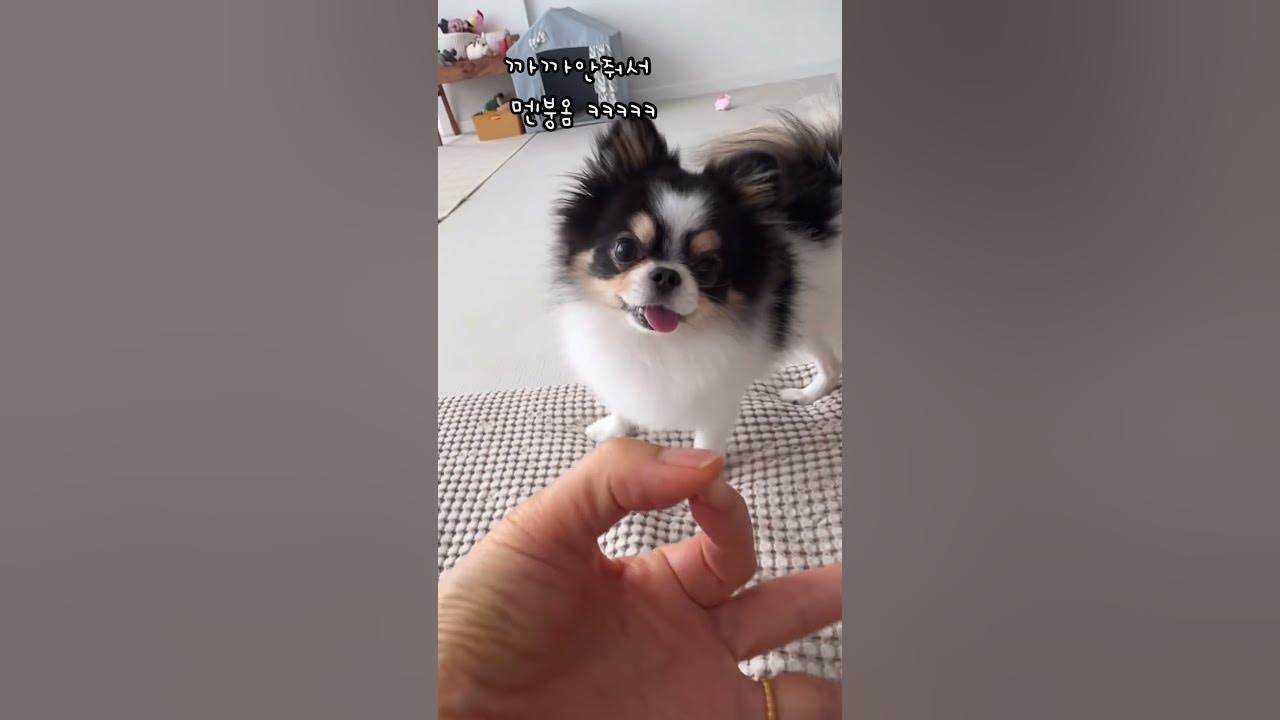 강아지에게 까까안주고 계속 코쏙시켜봄 ㅋㅋㅋ Youtube
