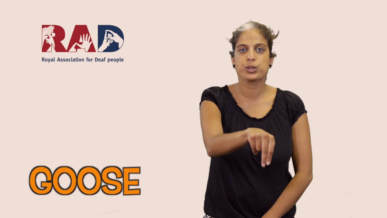 How to sign 'Goose' in British Sign Language (BSL) - YouTube