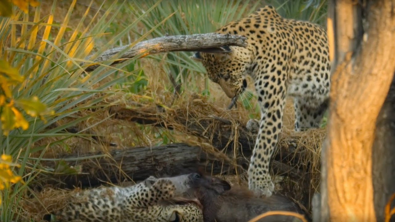The mother is teaching the baby cheetah to hunt 🥴 - YouTube