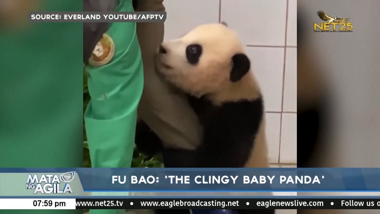Fu Bao: "The clingy baby panda" - YouTube