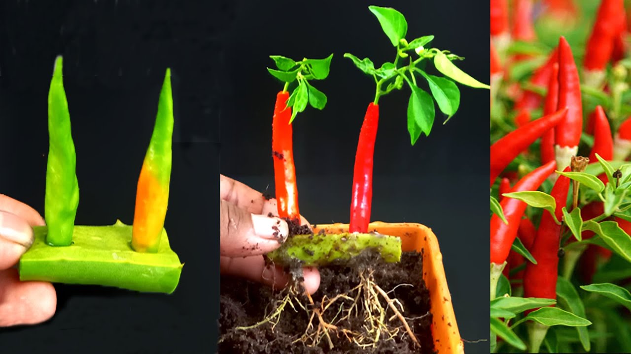 Simple method propagate chilli tree with Alovera || how to grow chilli ...