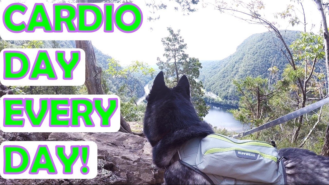 Fun ways to exercise with your Husky! - YouTube