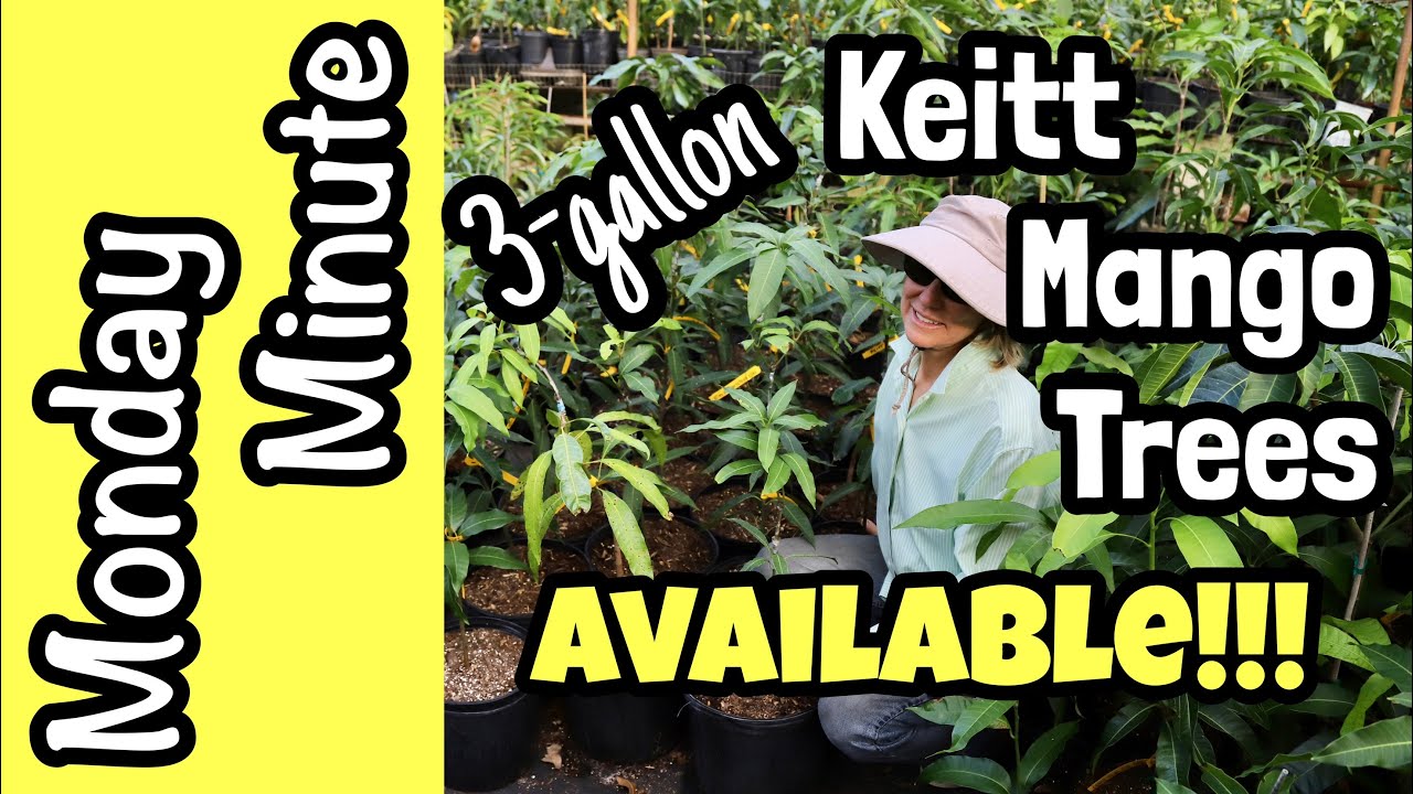 Monday Minute- 3-gallon 'Keitt' Mango Trees Now Available! - YouTube