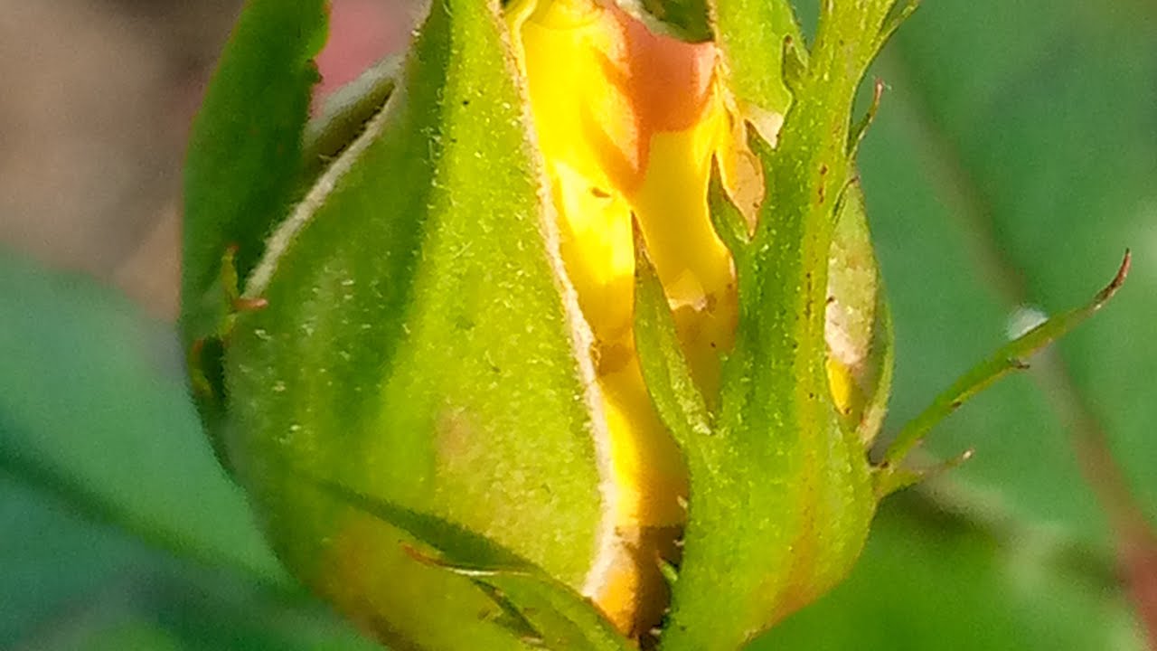 Abrish doll volgs is live! - YouTube