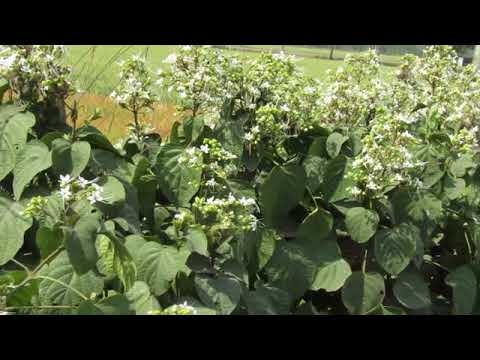 भाँट पौधे की पहचान । bhant ke podhe ke fayede। Clerodendrum trichotomum | #bhant #ayurveda #herbs