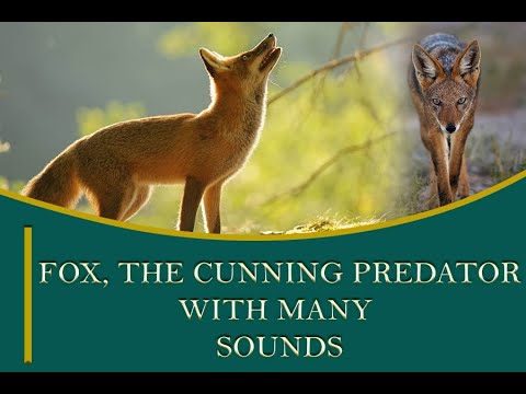 FOX, THE CUNNING PREDATOR WITH MANY SOUNDS - YouTube