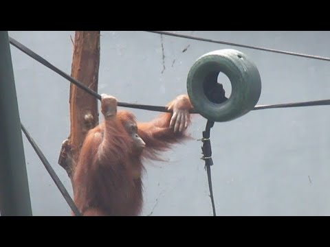 Look at this Orangutan's intelligence is extraordinary - YouTube