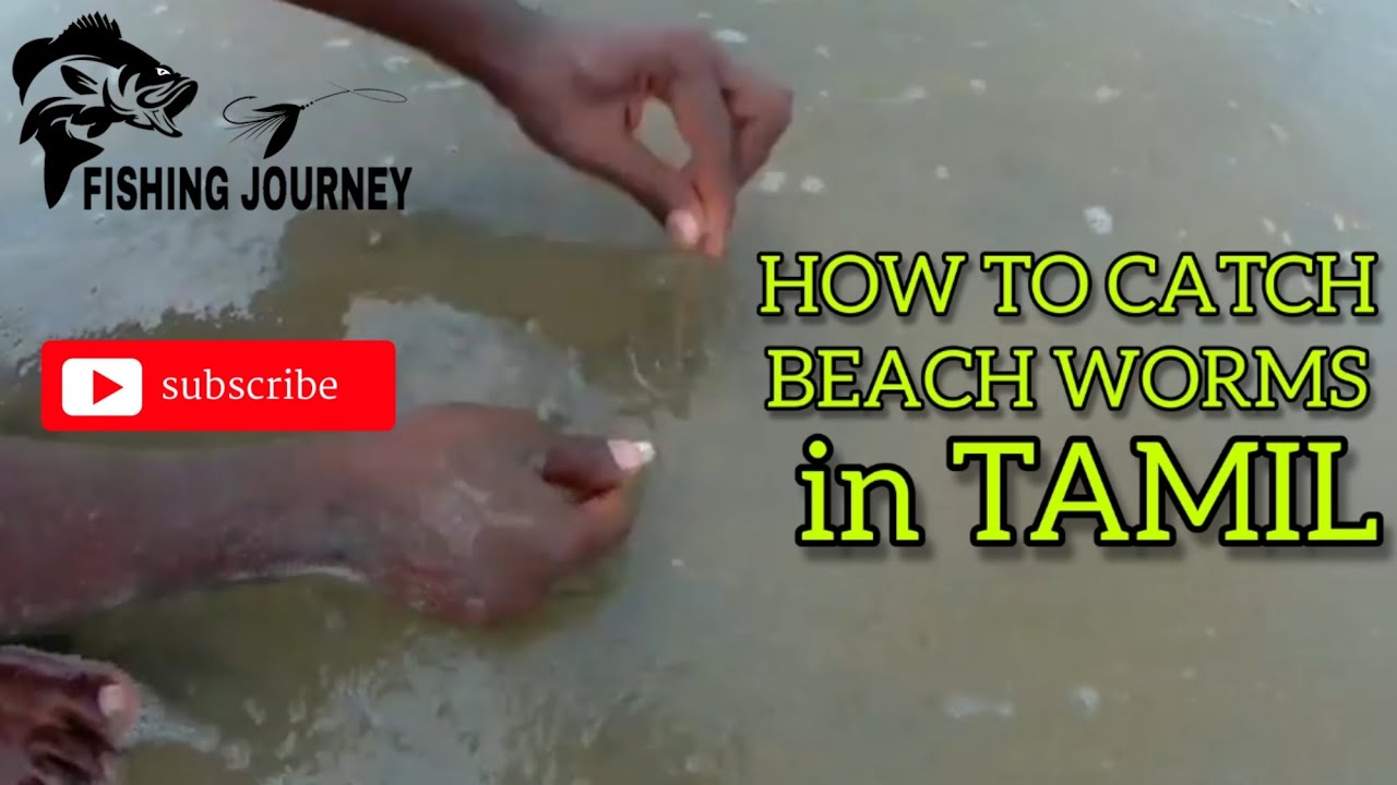 How To Catch Beach Worms And Alive Whole Day Shore Fishing - YouTube