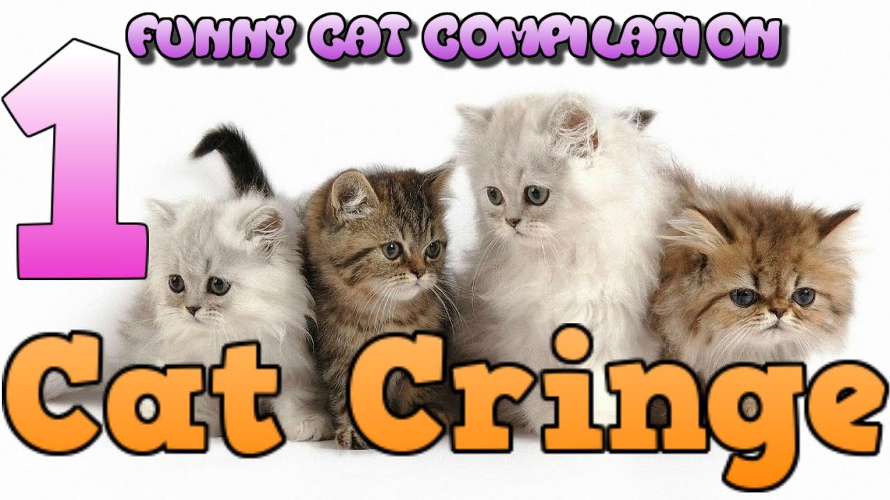 Funny Cat Compilation 1 | Cat Cringe - YouTube