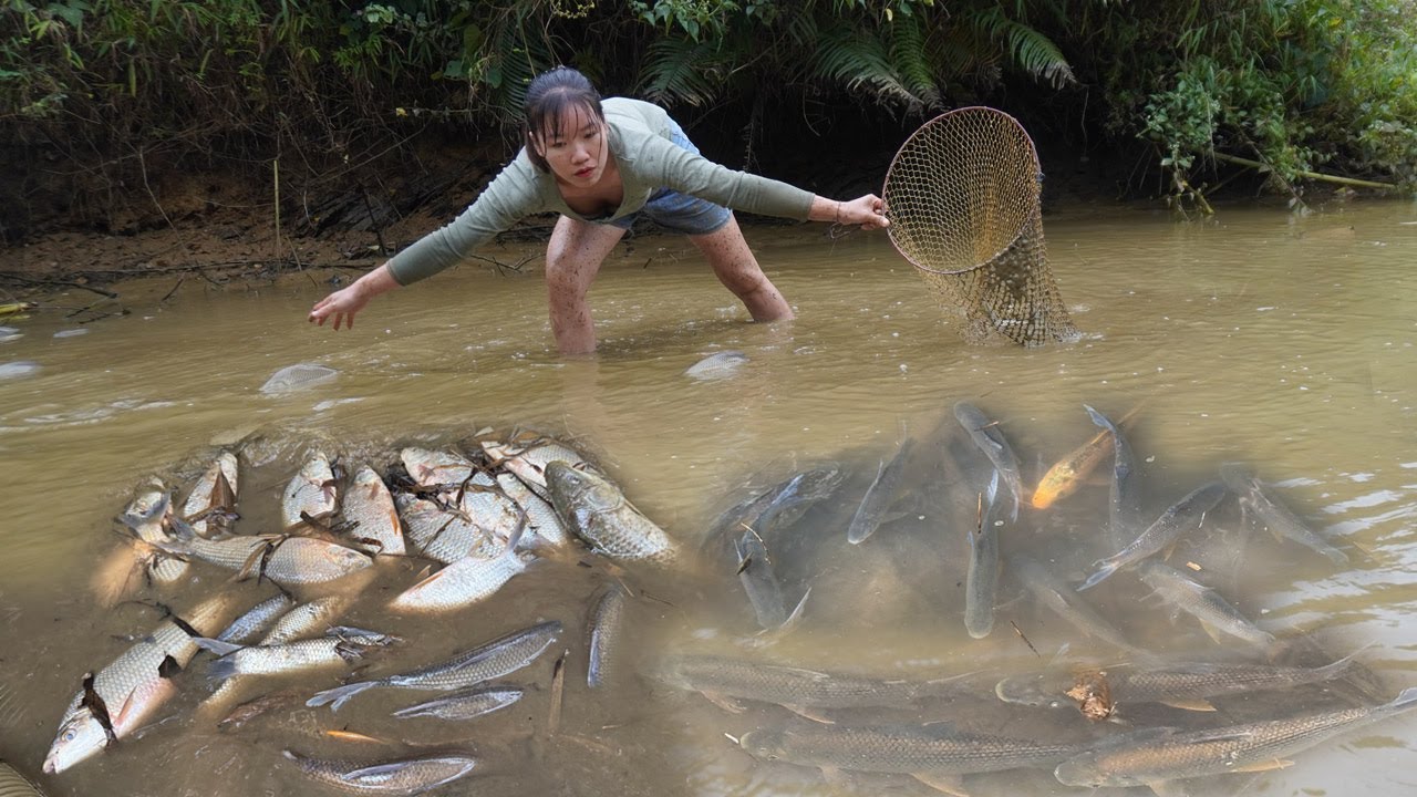 Caught a lot of fish from the wild pond - Video fishing, harvesting ...