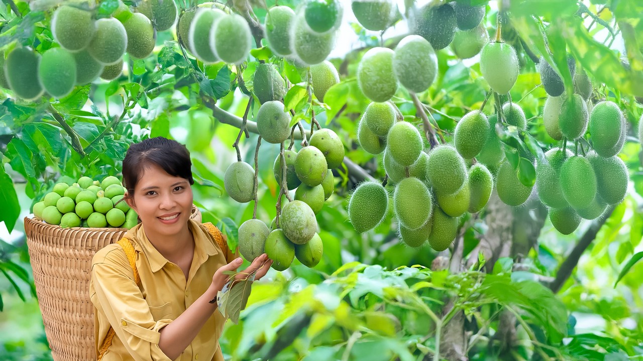 How to Harvest Toad Fruit to make Toad fruit with Salt and Chili ...
