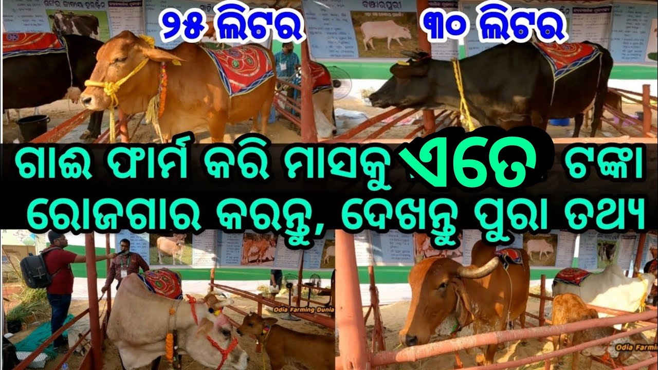 How to earn money by Different types cow farming like Geer, Sindhi ...