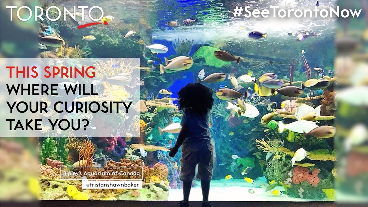 Spring in Toronto | Spring Series | Tourism Toronto - YouTube