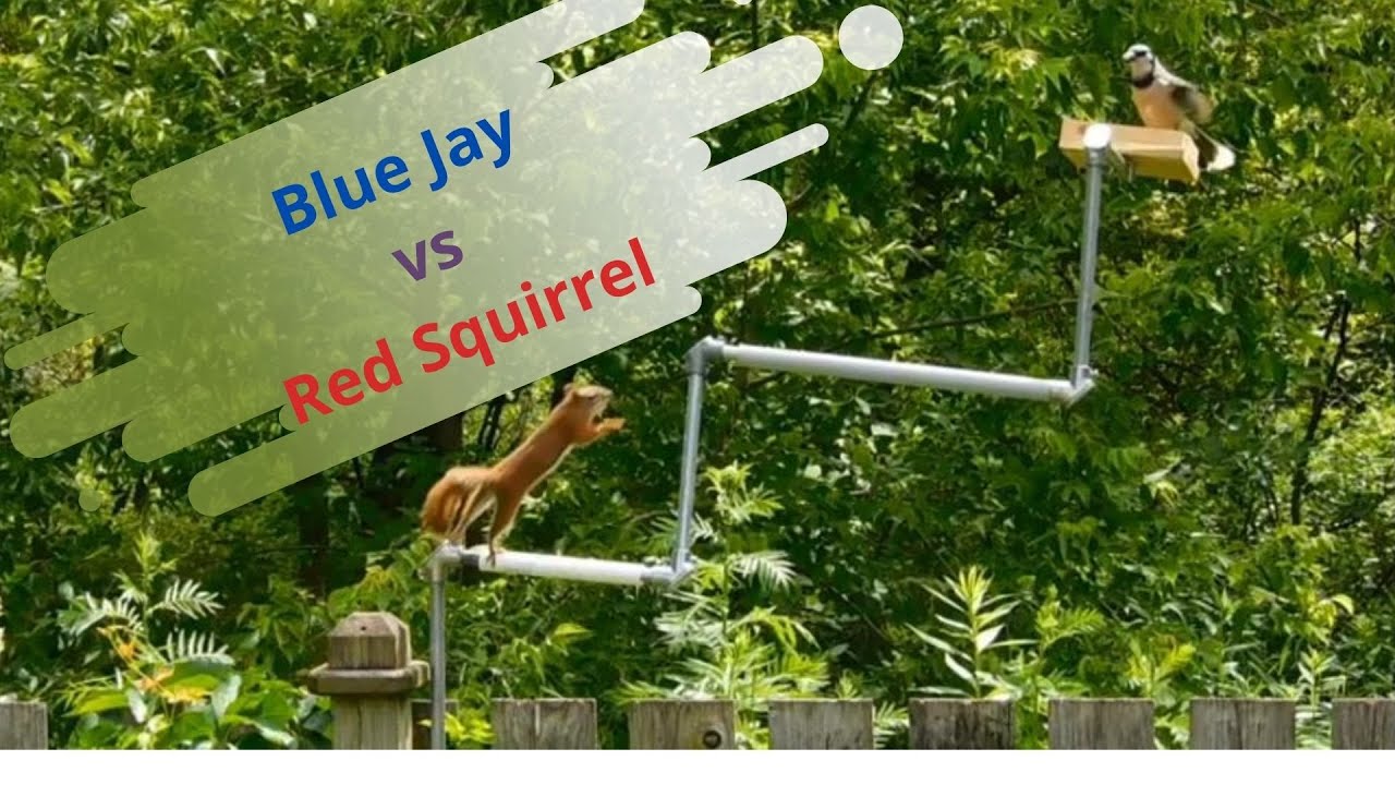 Red Squirrel vs. The Blue Jay. The Quarrel Between a Bird & Squirrel ...