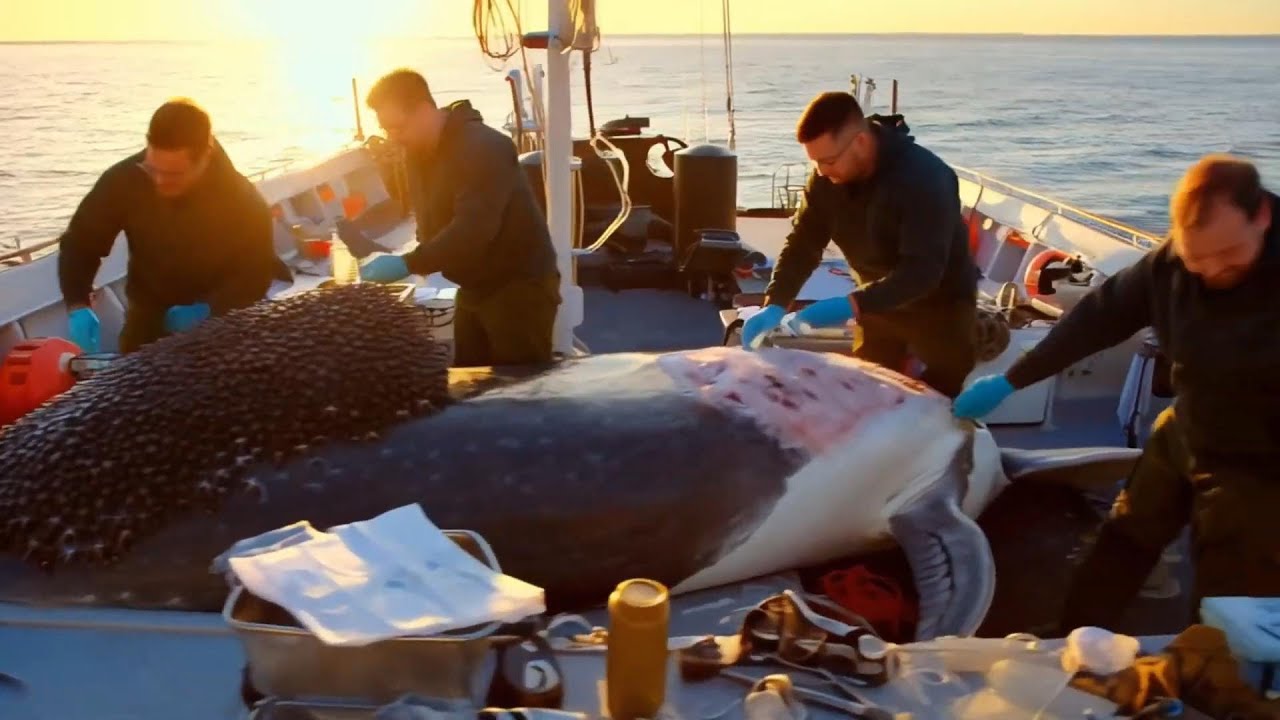 Heroes of the Sea: Rescuing and Cleaning a Whale Covered in Barnacles ...