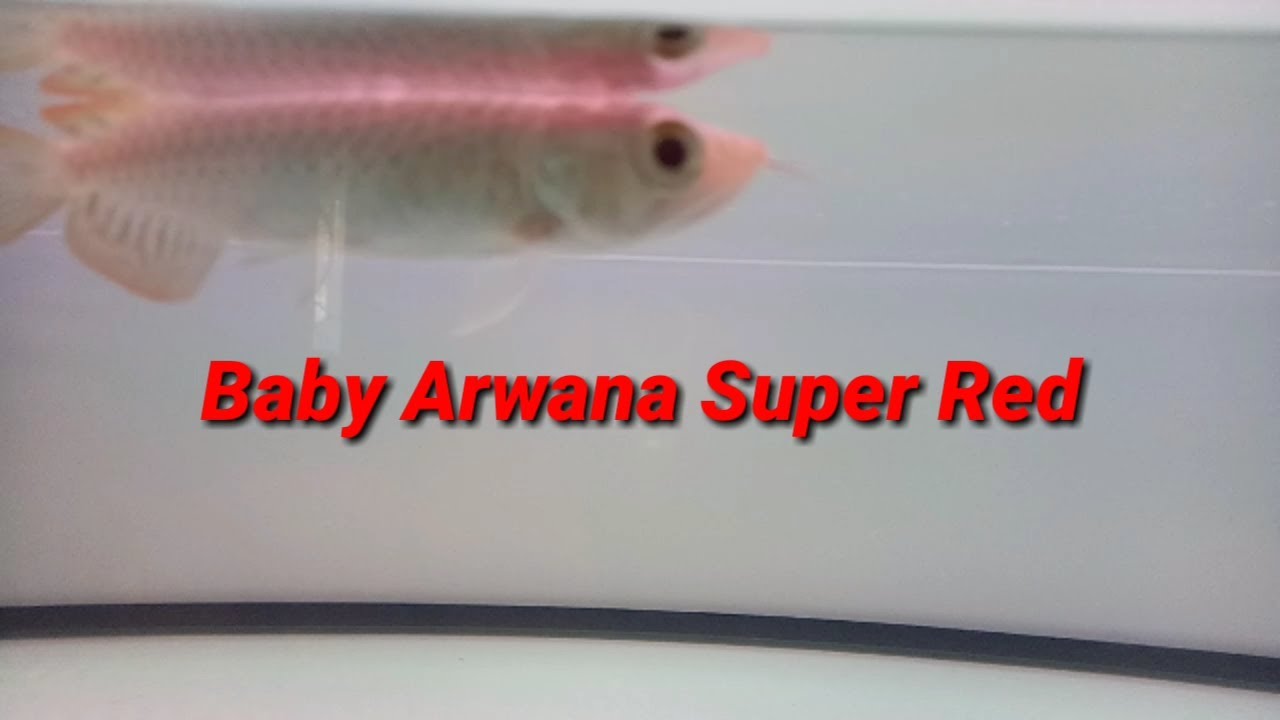 Baby Arwana Super Red, Pedes - YouTube