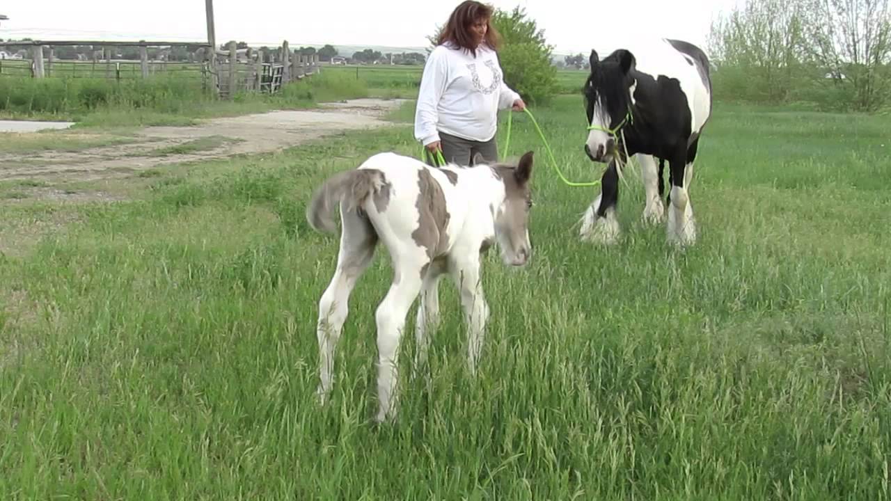 2 day old Gypsy Vanner foal loving the feel of grass - YouTube