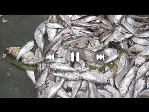 আমাদের সোনাহাট ছড়ার বিখ্যাত কর্তি মাছ।।The famous Karti Fish of ...