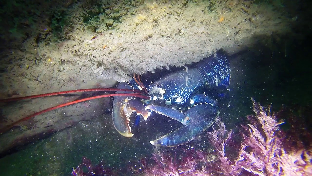 Scuba Diving Lundy Island with Bude Dive Club 13 08 2017 - YouTube