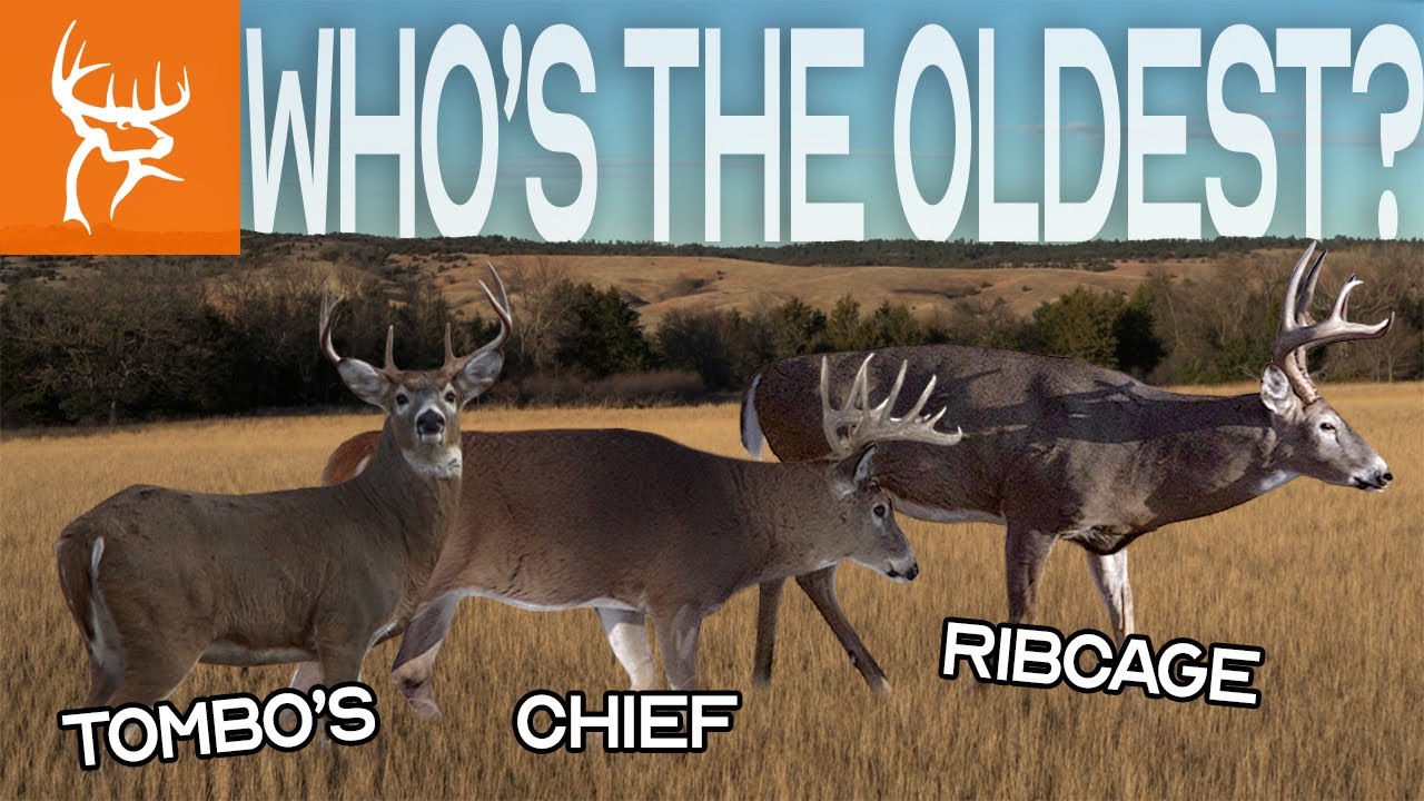 AGING DEER USING THE JAWBONE | Buck Commander - YouTube