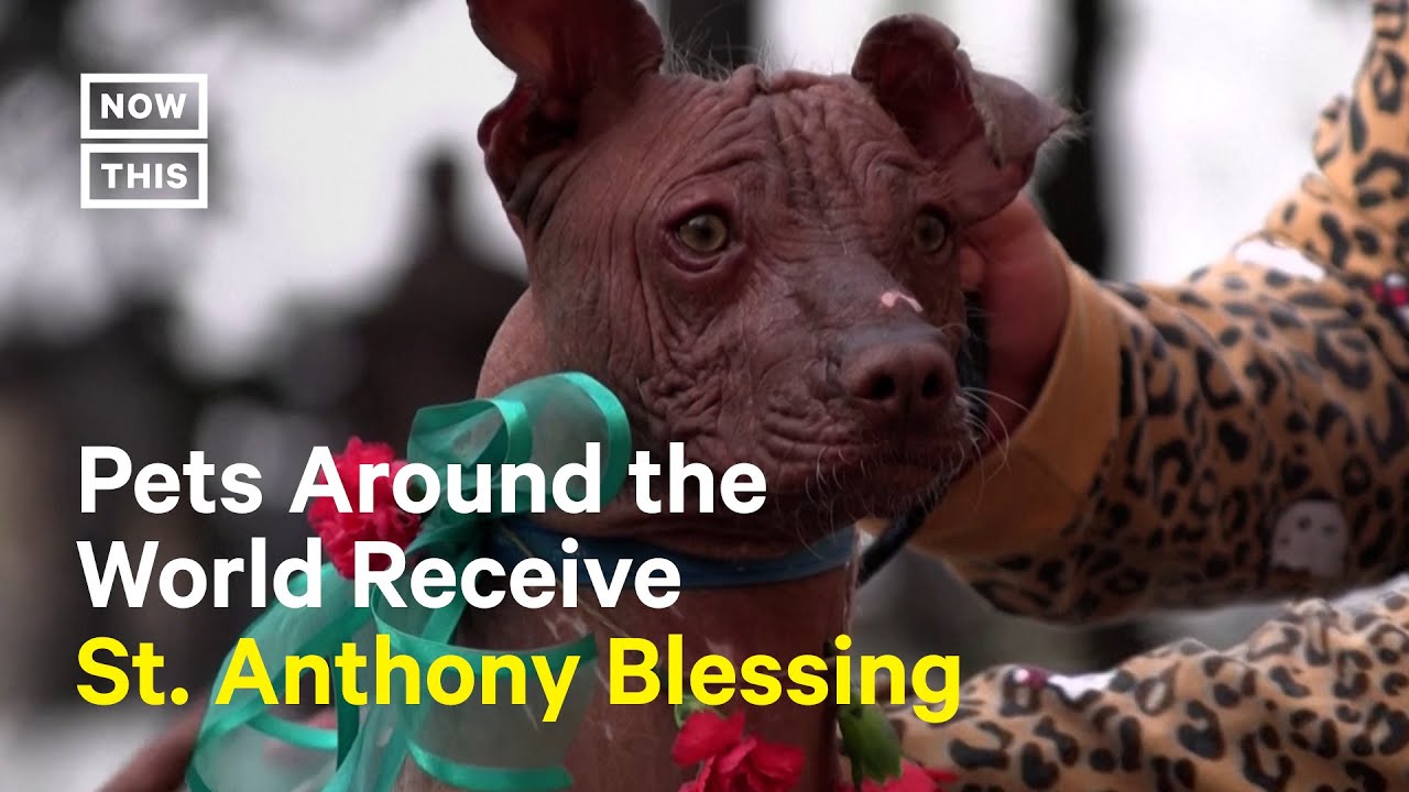 Pets Receive Blessings on St. Anthony Day - YouTube