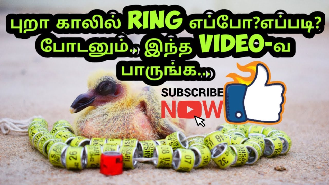 HOW TO INSERT NAME RING FOR PIGEON IN EASY WAY TAMIL YouTube HOW TO INSERT NAME RING FOR PIGEON IN EASY WAY TAMIL YouTube