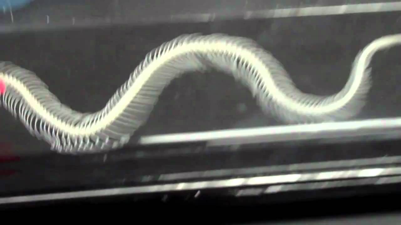 Snake Skeleton - YouTube