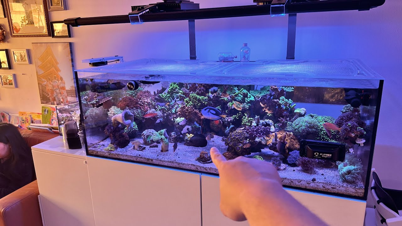 Saltwater Tank Filtration System Custom, LED And Acrylic Saltwater