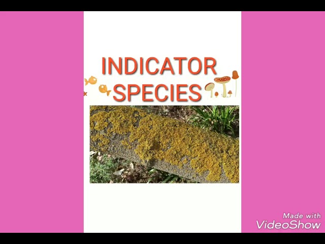 Indicator Species Examples