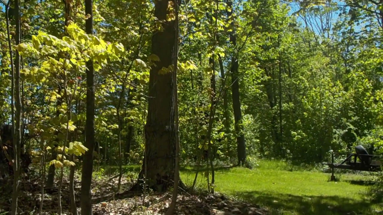 Woods scenery in Ohio (Video 13/24) - YouTube
