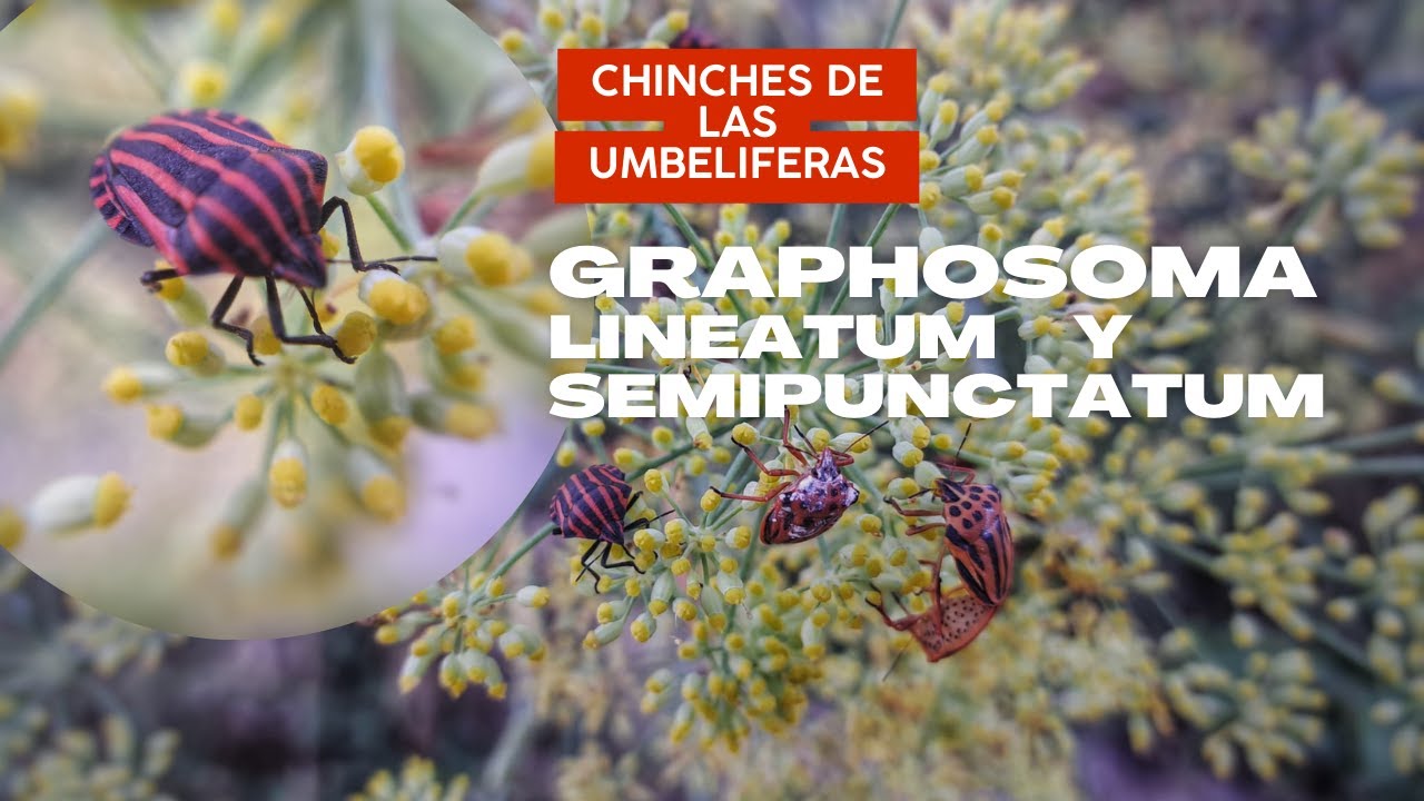 DIFERENCIAS entre Graphosoma lineatum y Graphosoma semipunctatum ...
