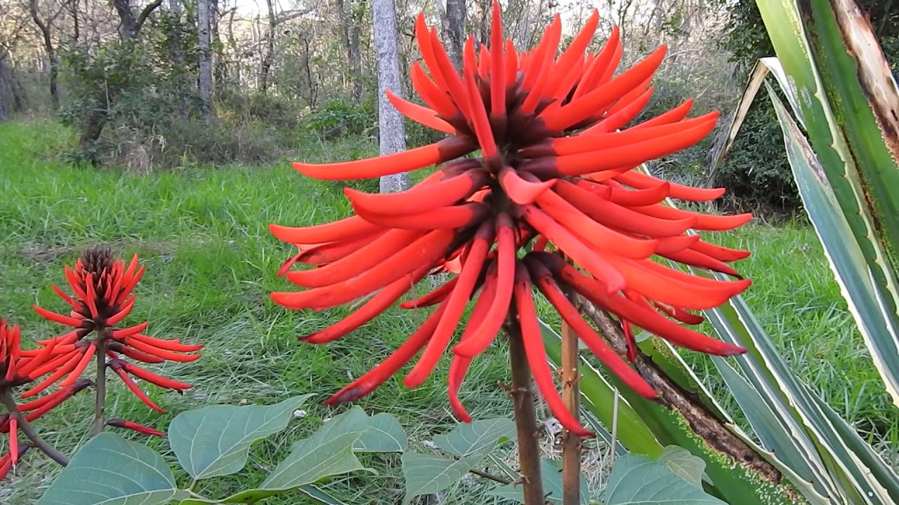 Flor de colorin Erytrina coralloides - YouTube