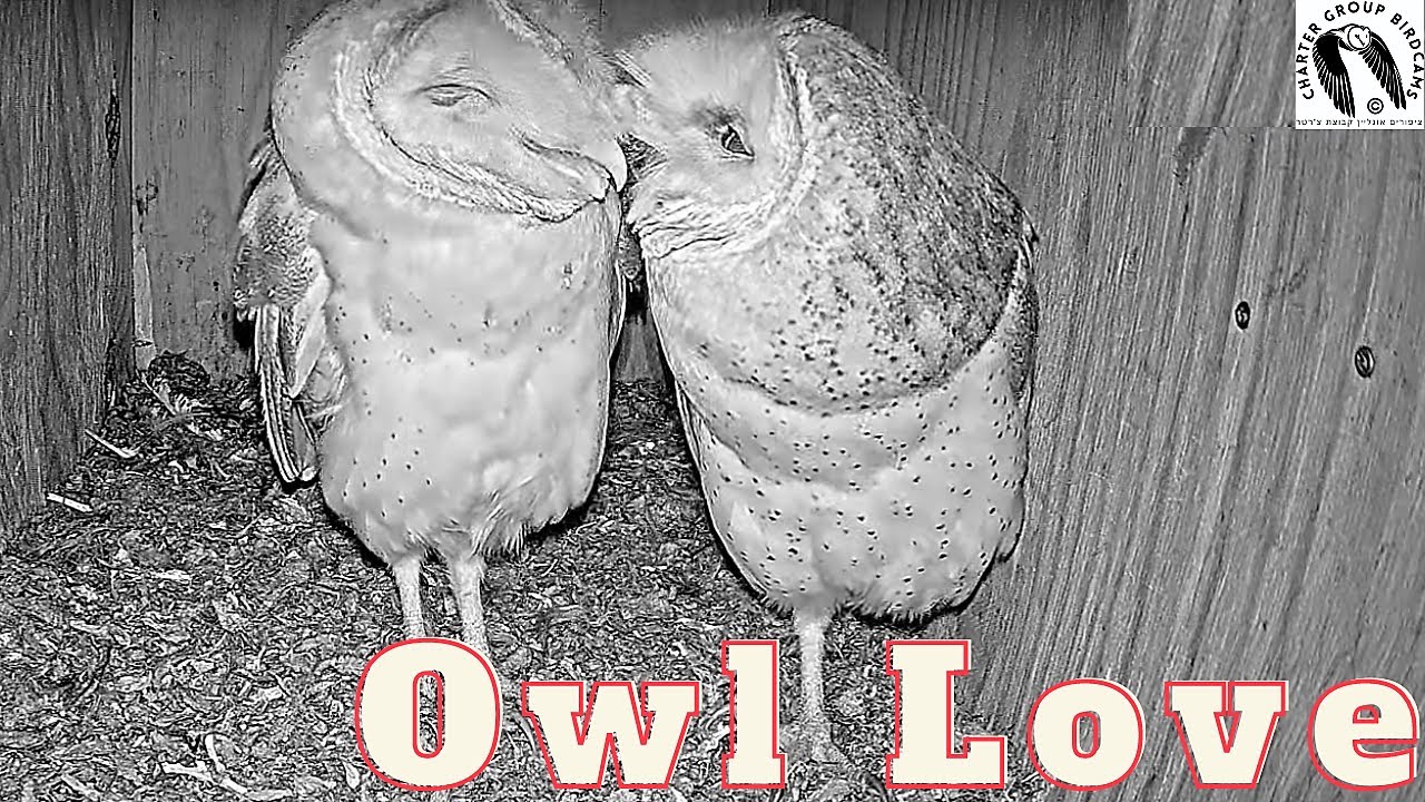 Owl Pair Love Each Other: Pair Court each other by preening each ...