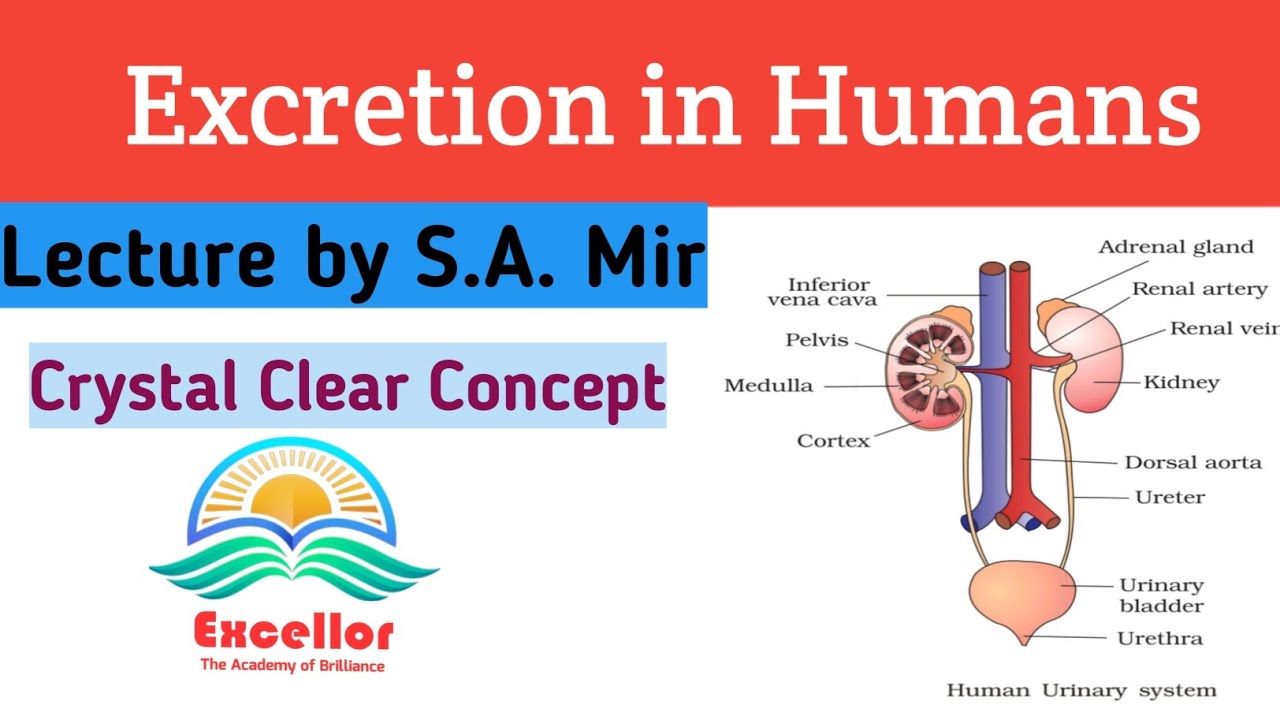 Excretion In Human Beings || How Are Wastes Removed From The Body ...