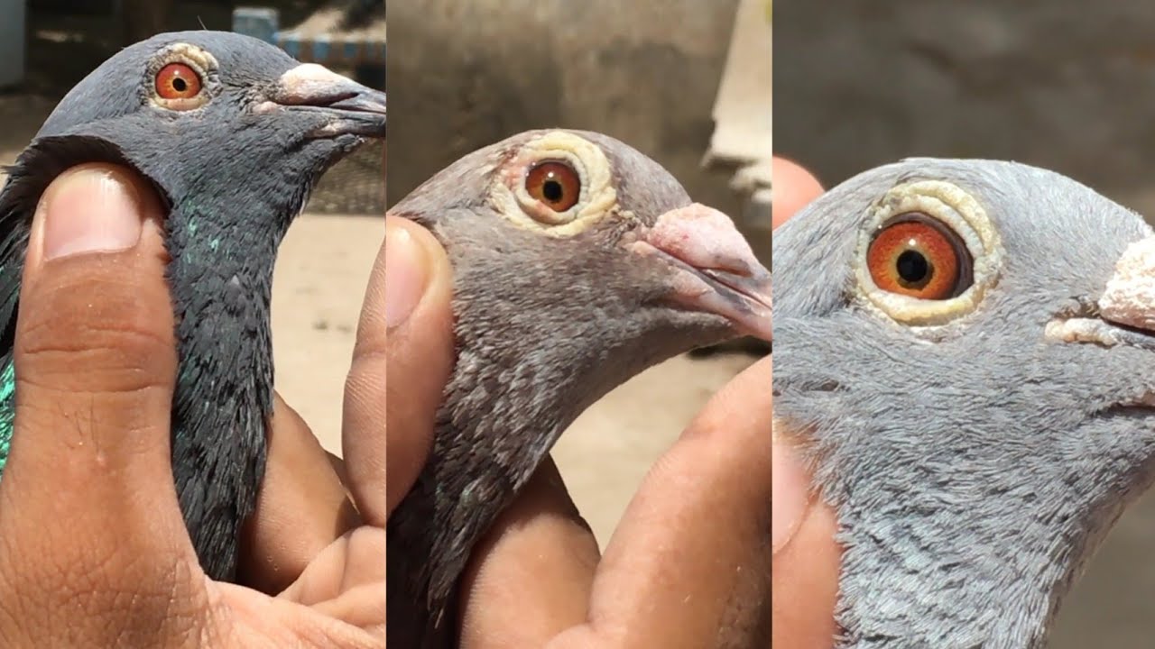 Racer pigeon 2021 | Racing Pigeon breeding - YouTube