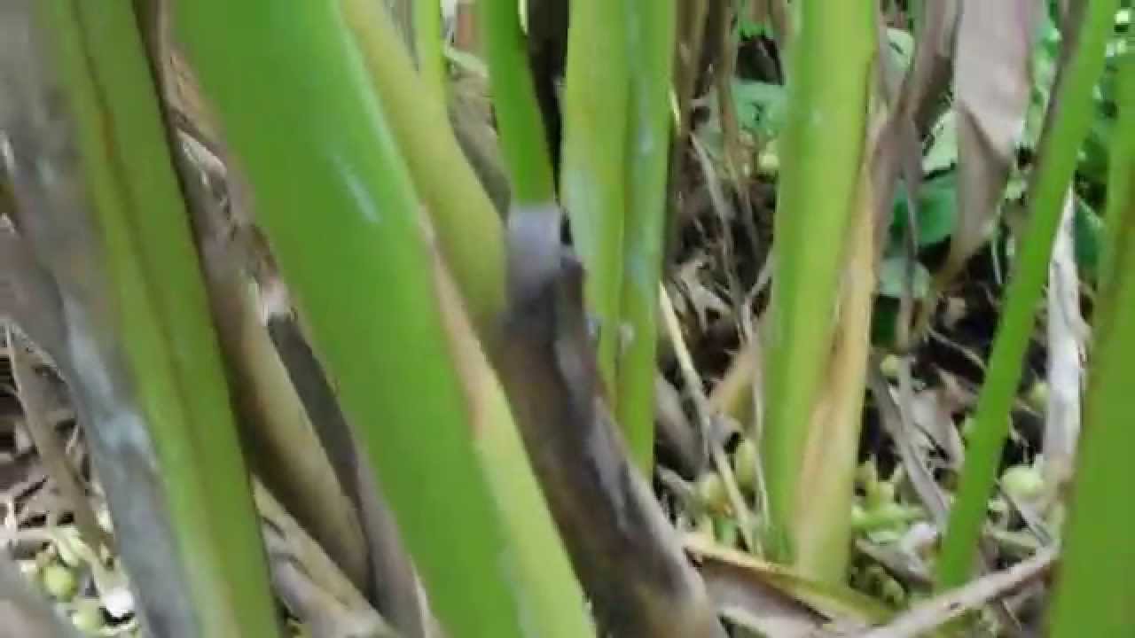 Cardamom (elachi) plant - YouTube