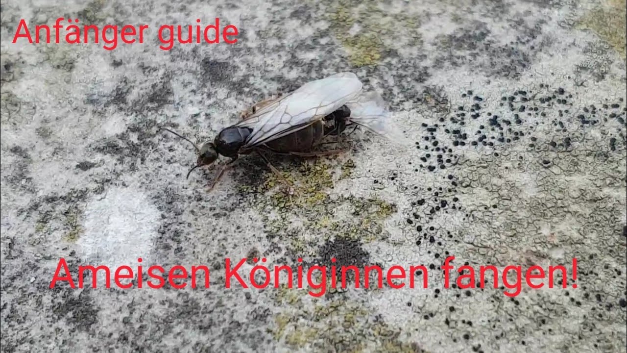 Ameisenkonigin Toten Was Passiert