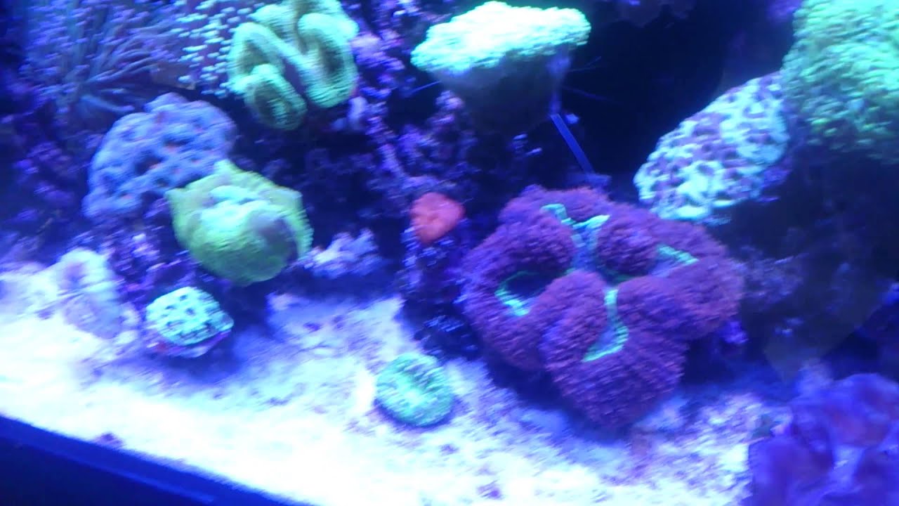 The shallow reef aquarium at Majestic Aquariums! - YouTube