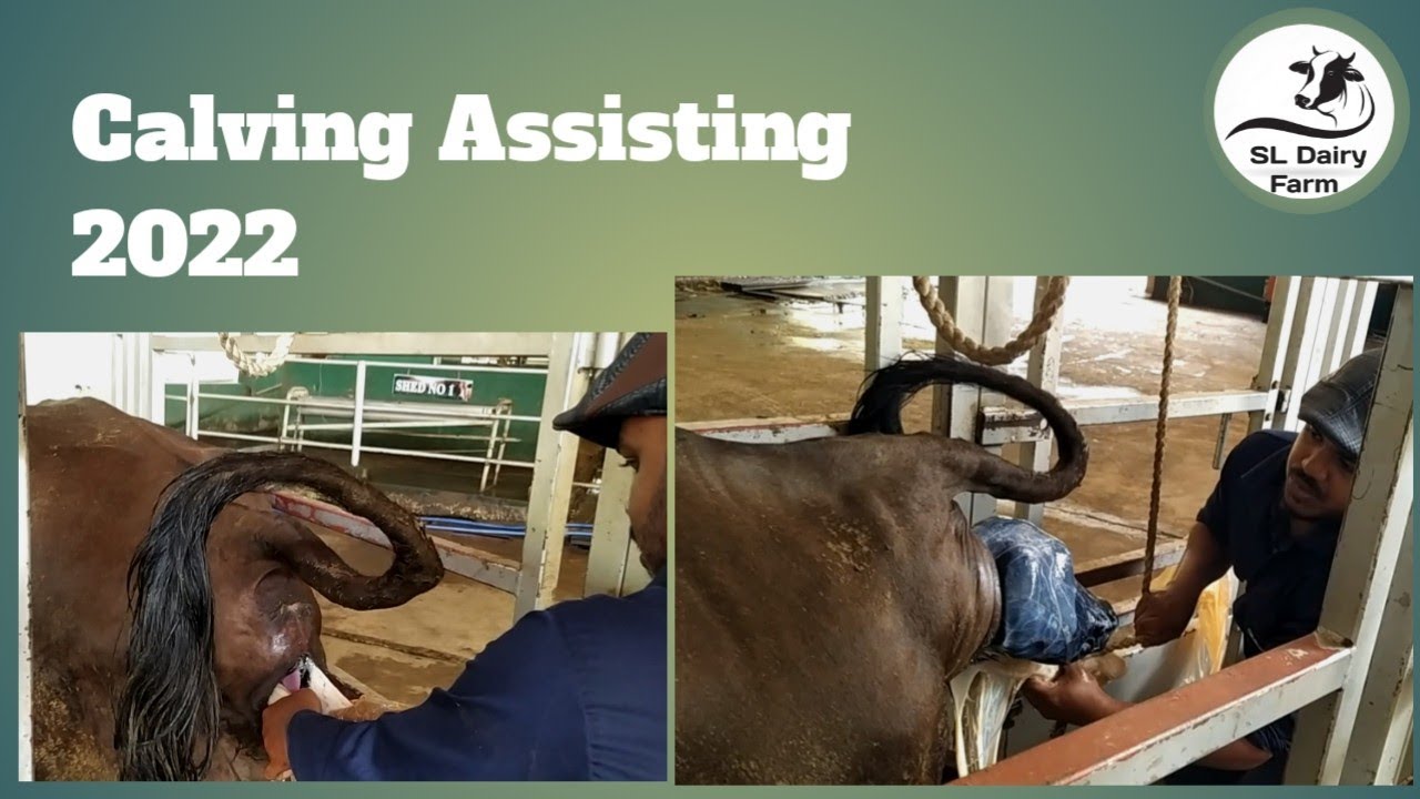 Birth - calf (Assisting the Dairy Cow at Calving Time ...