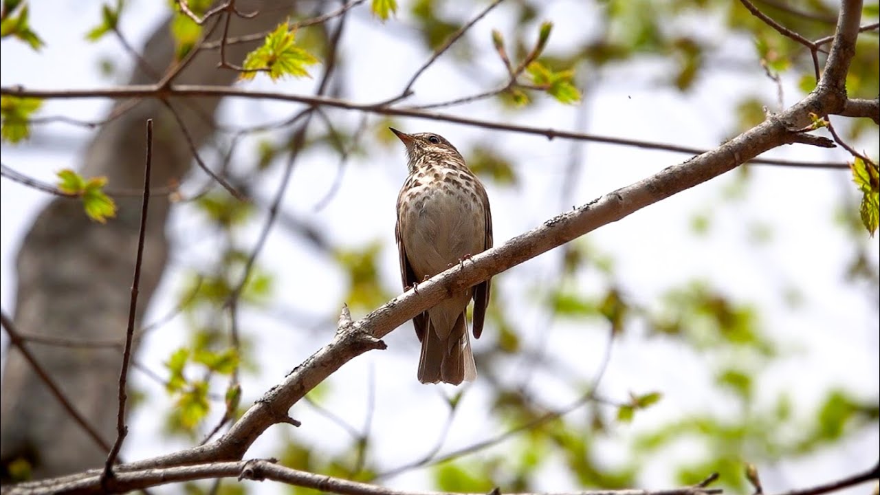 Hermit Thrush: Song (19 May 2021) - YouTube