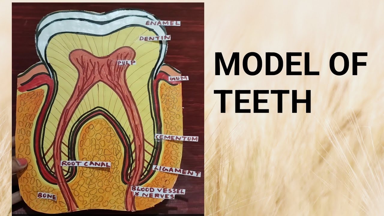 How to make a model of teeth@vaigam-tb4bs - YouTube