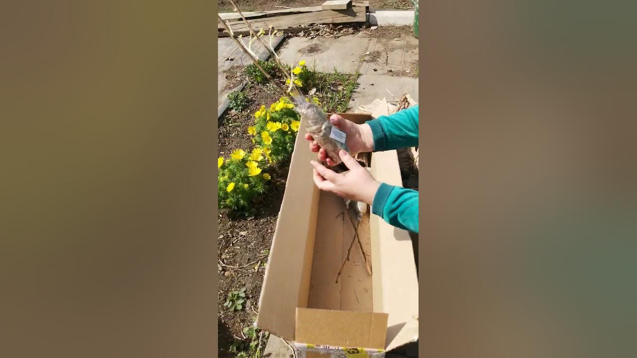 ОТЛИЧНЫЕ САЖЕНЦЫ ИЗ ПИТОМНИКА "РОСТОК" ЧЕЛЯБИНСК - YouTube