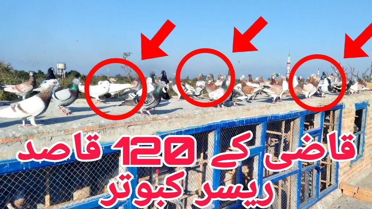 120 Racer Fighters Pigeons At Kot Sultan | Qazi k 120 Racer kabotars ...