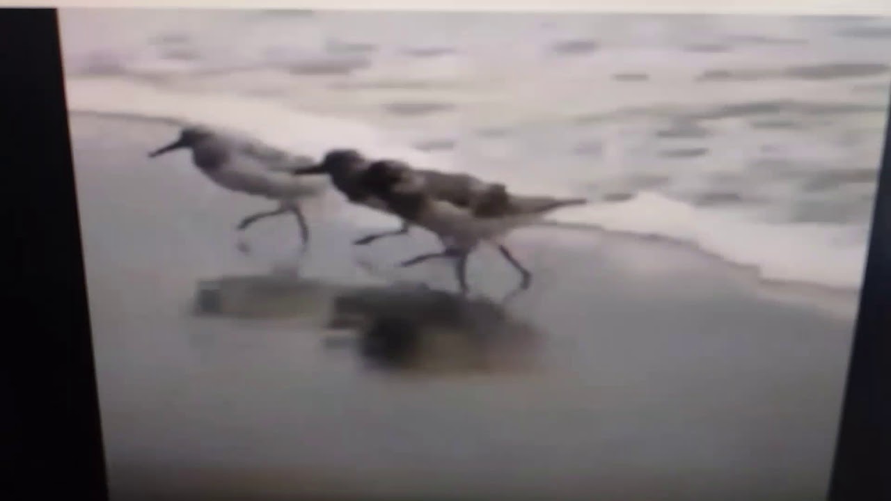 Birds running from the beach - YouTube
