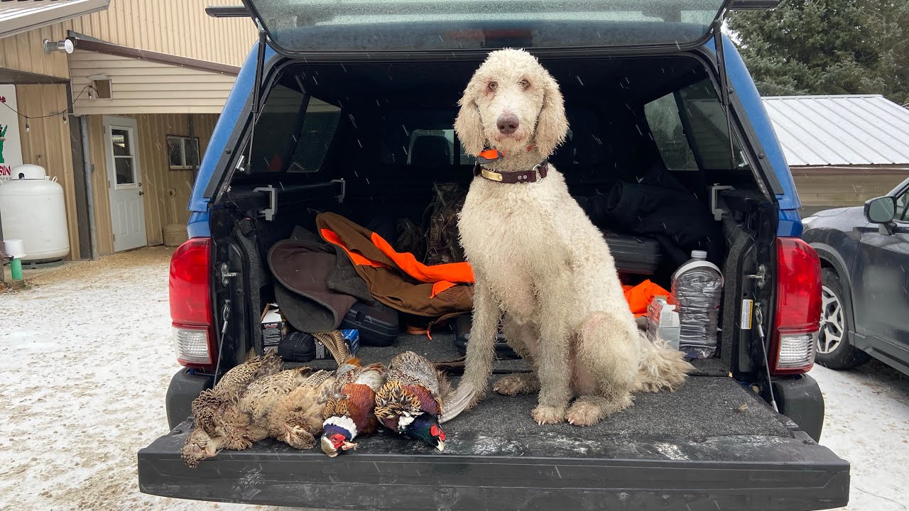 Standard Poodle Pheasant Hunt 2022 Part 1 - YouTube