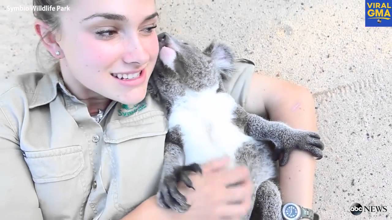 Adorable Koala Gets A Tummy Rub - YouTube