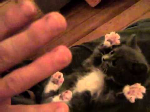 Surprised Kitty Original